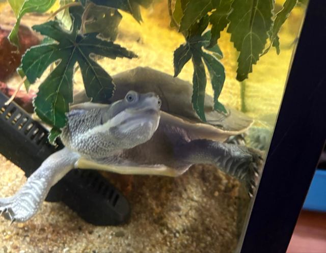 Rehoming Male turtle | Reptiles & Amphibians | Gumtree Australia ...