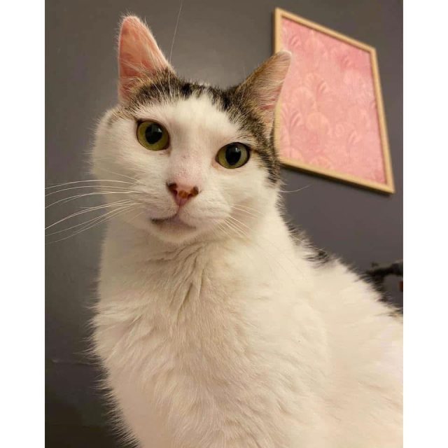 1001 : Neptune - CAT for ADOPTION - Vet Work Included | Cats & Kittens ...