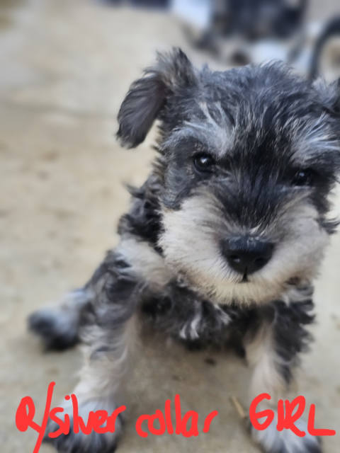Pure miniature Schnauzer puppies | Dogs & Puppies | Gumtree Australia ...