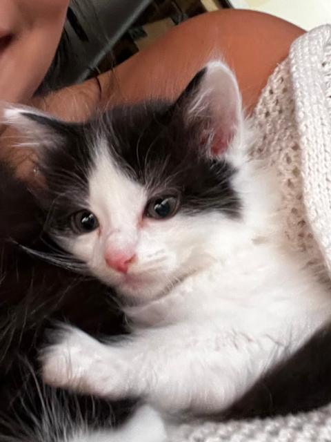 Kittens for sale 8 weeks old | Cats & Kittens | Gumtree Australia Logan ...
