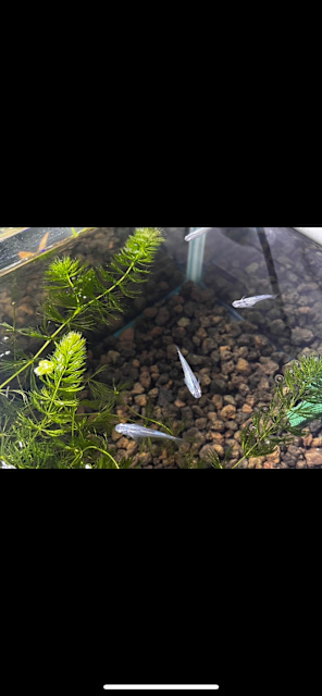 Medaka miyuki den rice fish | Pet Products | Gumtree Australia Gold ...