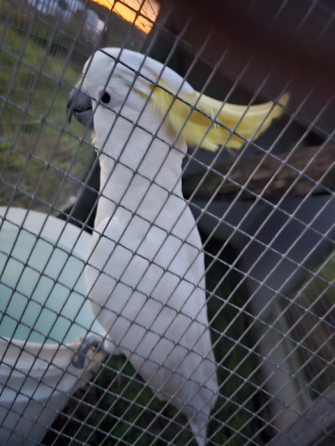 Cockatoo for sale | Birds | Gumtree Australia Somerset Area - Harlin ...