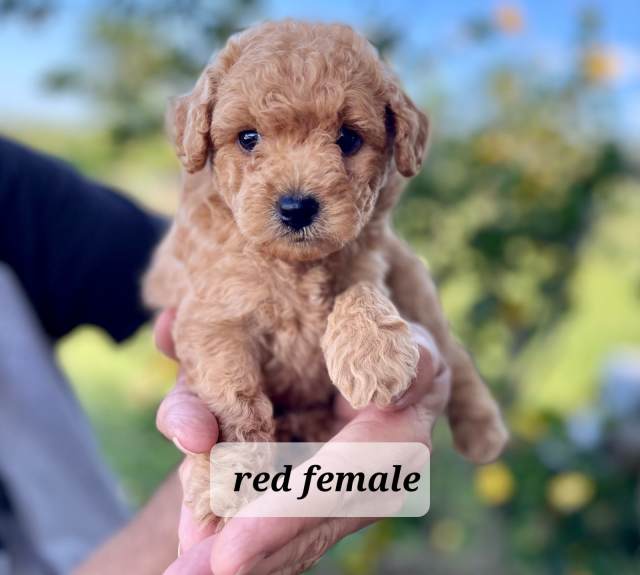 Only 1 left! Bichon x Moodle Puppies! Ready Now for their new homes ...