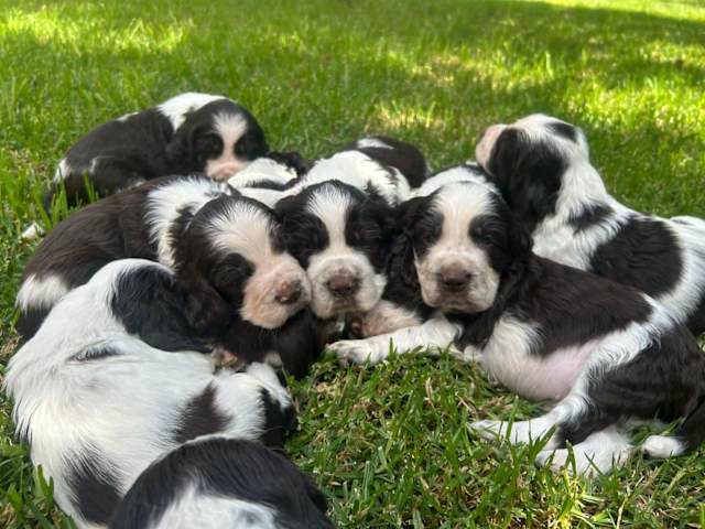 Purebred English Springer Spaniel Puppies | Dogs & Puppies | Gumtree ...