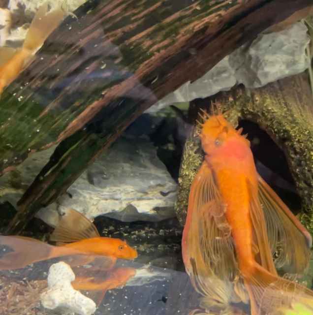 Super Red Longfin Bristlenose | Fish | Gumtree Australia Gold Coast ...