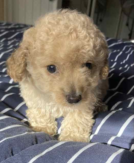 Choodle / Chipoo mum chihuahua x toy poodle dad pure dna toy poodle ...