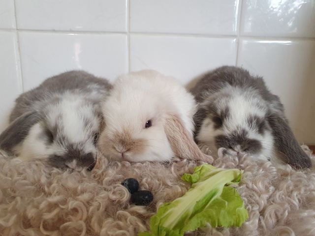 Pure Bred Mini Lop Rabbits available now 🐇 💕 | Rabbits | Gumtree ...