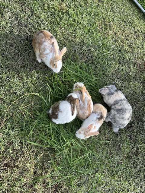 5 dwarf rabbits $50 for all of them | Rabbits | Gumtree Australia ...