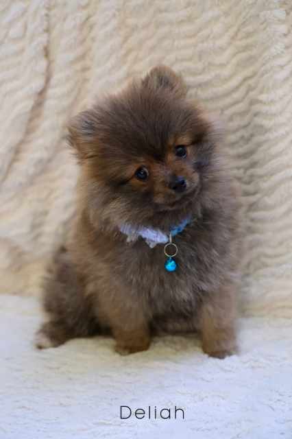Beautiful Female Pomeranian Puppy. Generous desexing rebate of $500 ...