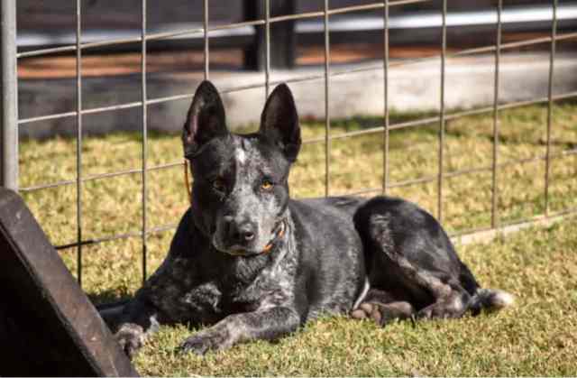 Australian cattle dog cross Australian stumpy cattle dog | Dogs ...