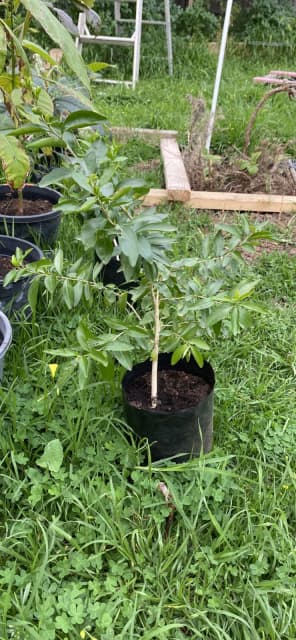 KEI APPLE TREE over 50 cm for $15 - Plants in Clearview SA | Gumtree ...