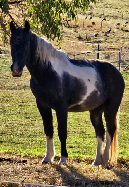 Percheron x Paint | Horses & Ponies | Gumtree Australia Tumut Area ...