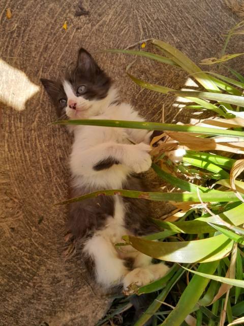 10 weeks Ragdoll/Russian Blue mix | Cats & Kittens | Gumtree Australia ...