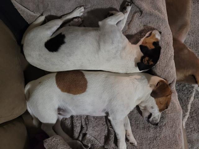 Jack russell puppies | Dogs & Puppies | Gumtree Australia Lockyer ...