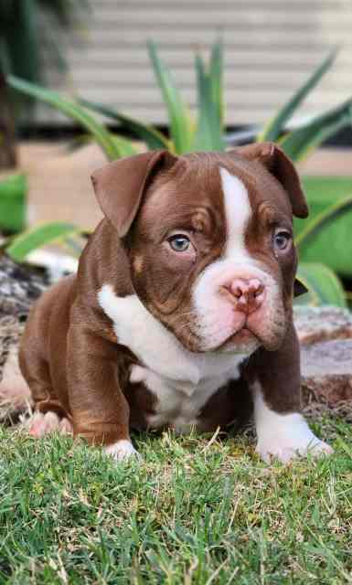 Micro Exotic Bully | Dogs & Puppies | Gumtree Australia Tweed Heads ...