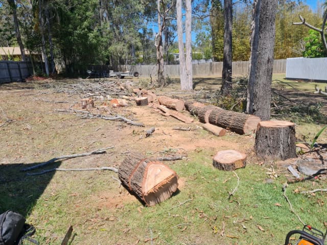 Arborist/Tree Lopper | Landscaping & Gardening | Gumtree Australia Gold ...
