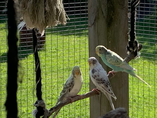 Budgies - Assorted Colours | Birds | Gumtree Australia Macedon Ranges ...