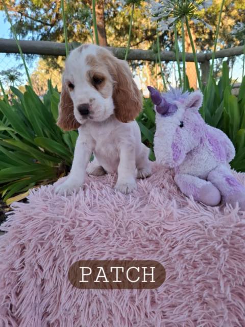 King Charles Cavalier cross Cocker Spaniel pups | Dogs & Puppies ...