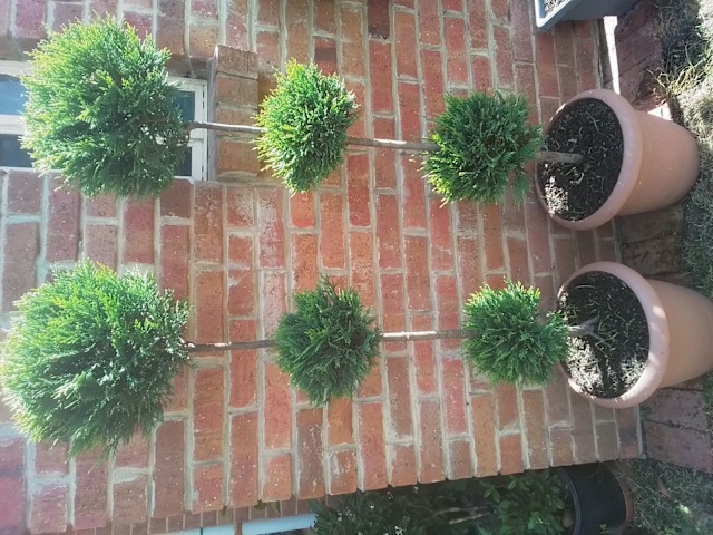 conifer tree triple ball topiary - Plants in Littlehampton SA | Gumtree ...