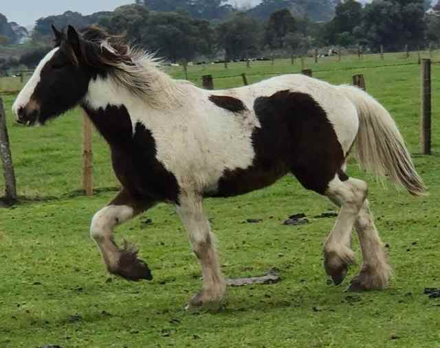 Part gypsy cob gelding | Horses & Ponies | Gumtree Australia Cardinia ...