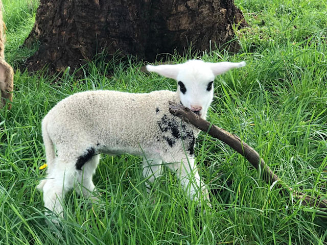 Dairy sheep (ewes, lambs, rams) | Livestock | Gumtree Australia Kentish ...