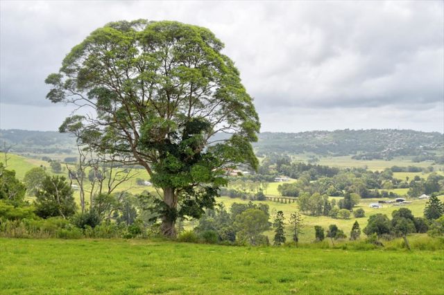 366 Dunoon Road, Tullera, New South Wales 2480 - Land for Sale ...