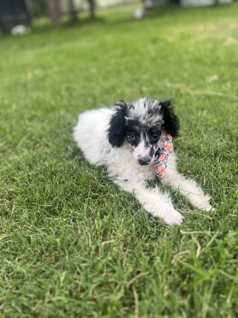 Merle Parti Toy Poodle $1000 | Dogs & Puppies | Gumtree Australia ...