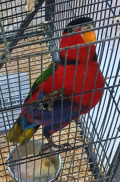 Hand Raised young Black Capped Lorrie | Birds | Gumtree Australia Noosa ...