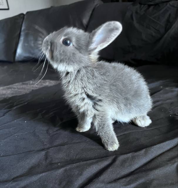 Pure bred Netherland dwarf baby rabbits | Rabbits | Gumtree Australia ...