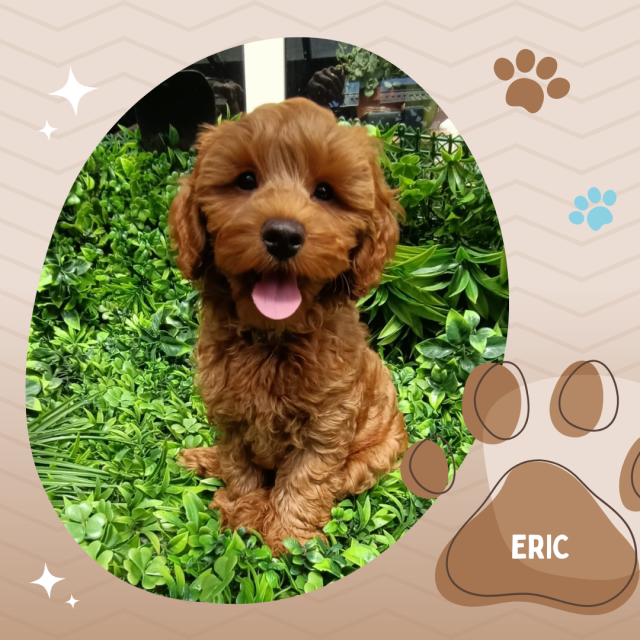 F1B Ruby Toy Cavoodles Available Now! DNA Tested in Narre Warren Sth ...