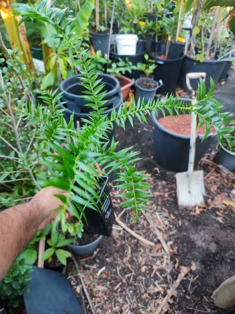 Fruit trees, rare, huge range, 700 cultivars in the display gardens ...