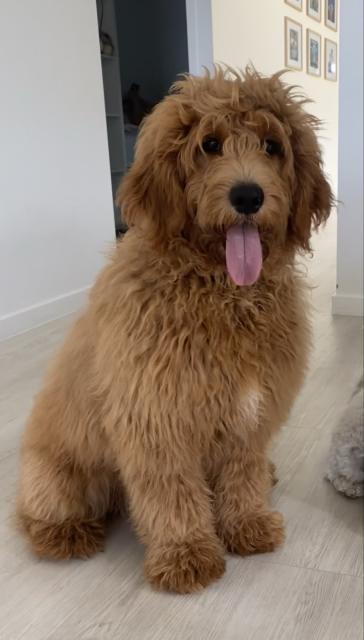 Red Groodle Puppies | Dogs & Puppies | Gumtree Australia Mitchell Area ...