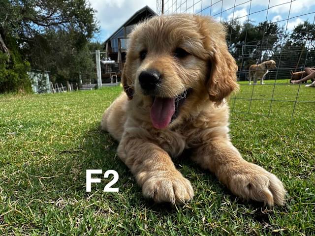 Beautiful Mini F1 Groodle Puppies | Dogs & Puppies | Gumtree Australia ...