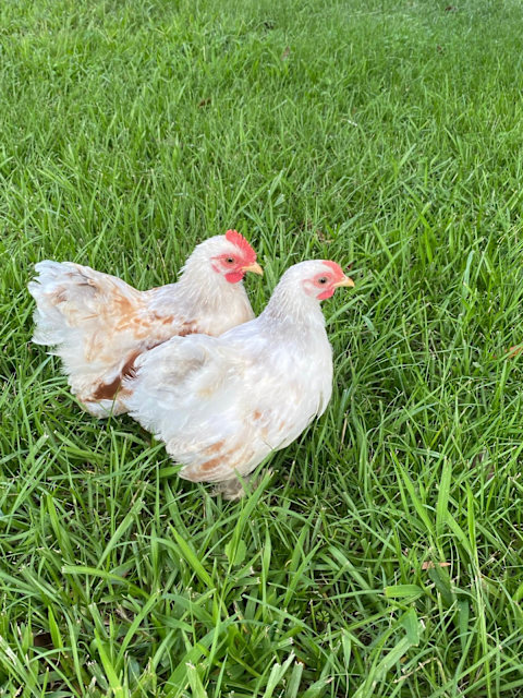 Handraised Japanese Bantam x Pair | Livestock | Gumtree Australia ...