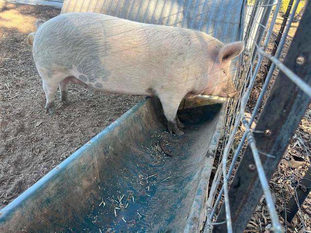 Young Sow | Livestock | Gumtree Australia Campaspe Area - Stanhope ...