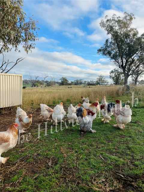 Stunning Splash Partridge Brahma - fertile eggs - Miscellaneous Goods ...