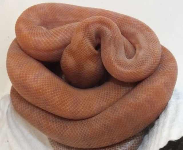 Albino (Sunglow/Reduced Pattern) Carpet Pythons | Reptiles & Amphibians ...