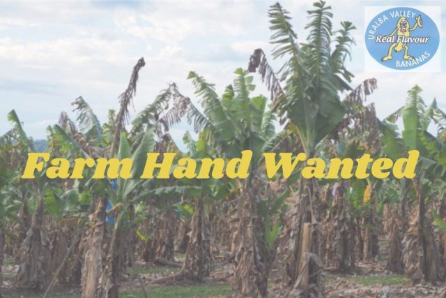 Farm hand wanted | Other Jobs | Gumtree Australia Ballina Area - Uralba ...