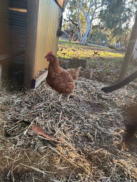 4 hyline chickens laying + chicken setup | Livestock | Gumtree ...