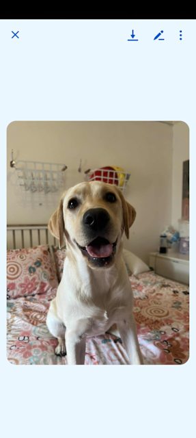 9 month old Labrador | Dogs & Puppies | Gumtree Australia Orange Area ...