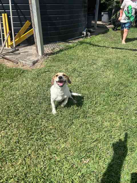 Purebred Jack Russell | Dogs & Puppies | Gumtree Australia Banana Area ...