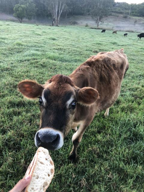 WTD: Willing to rehome any livestock to join our farm animals ...