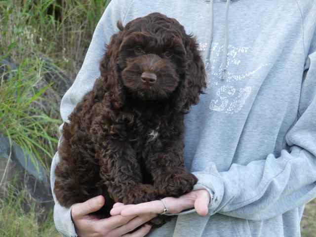 Miniature Spoodles - Cocker Spaniel x Mini Poodle - DNA Clear | Dogs ...