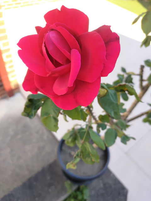 rose plant - grafted end - Plants in Sydney City NSW | Gumtree Australia