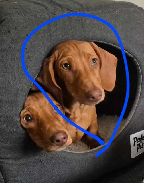 ONLY ONE LEFT! Miniature Dachshund pup (Dashie) | Dogs & Puppies ...