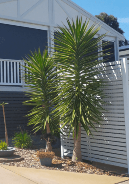 YUCCA PLANTS LARGE & ESTABLISHED - Plants in Hallidays Point NSW ...