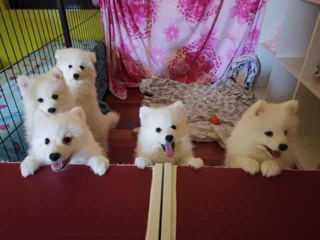 Japanese Spitz pure breed medium sized beautiful puppies good company ...