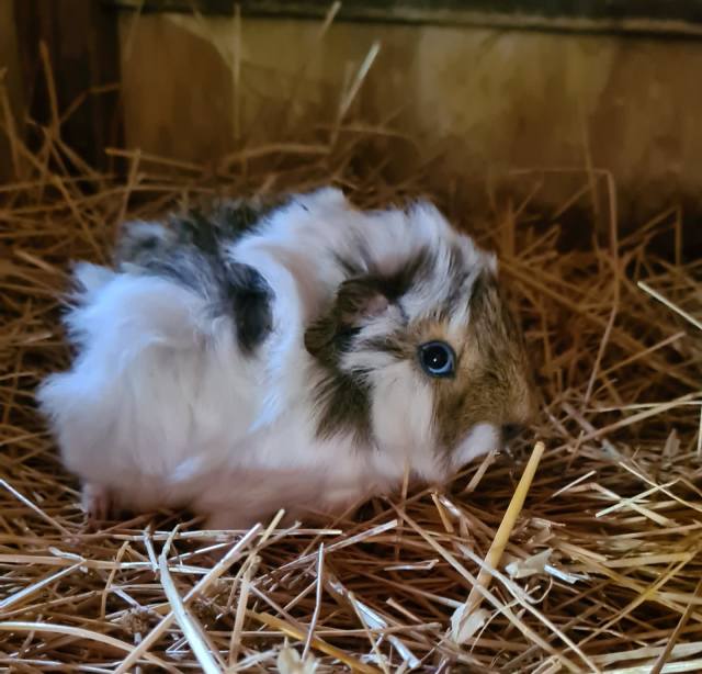 Sheba Mini Yak and Texel Guinea pigs | Other Pets | Gumtree Australia ...