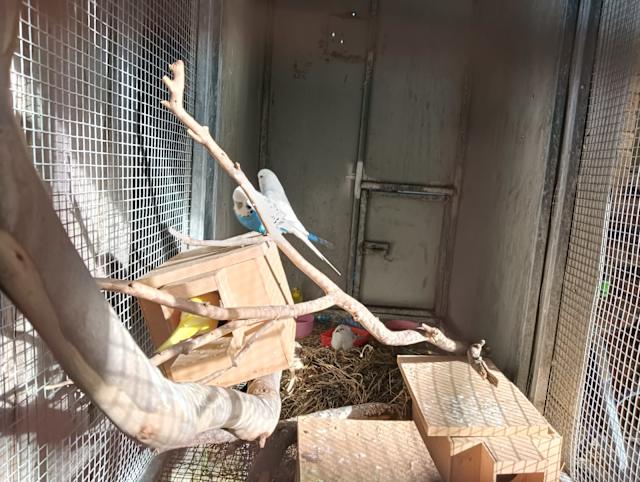 7xBudgies, 1x quail, 1xfinch and avery | Birds | Gumtree Australia ...