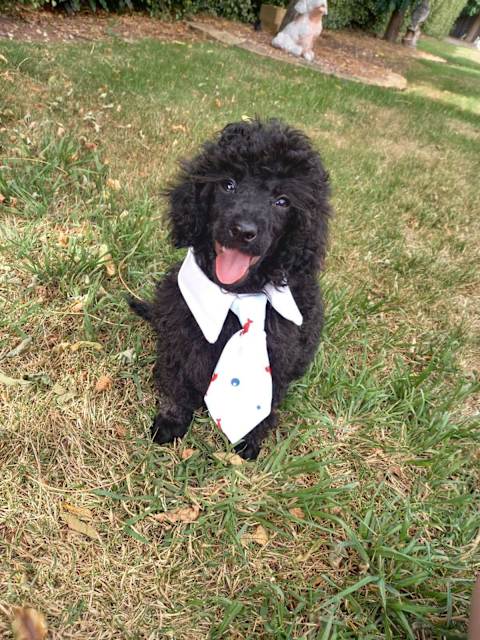 Toy Poodle boy and Floodle girl | Dogs & Puppies | Gumtree Australia ...